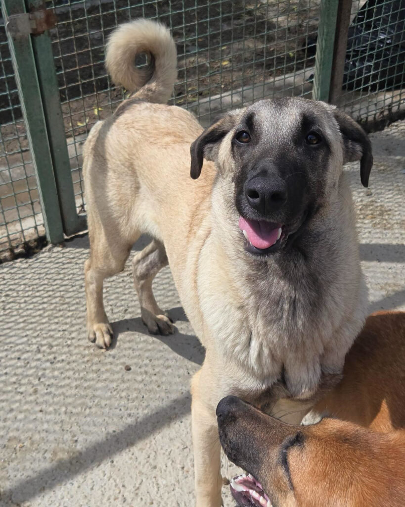 Enzo - Lesika Hundehilfe