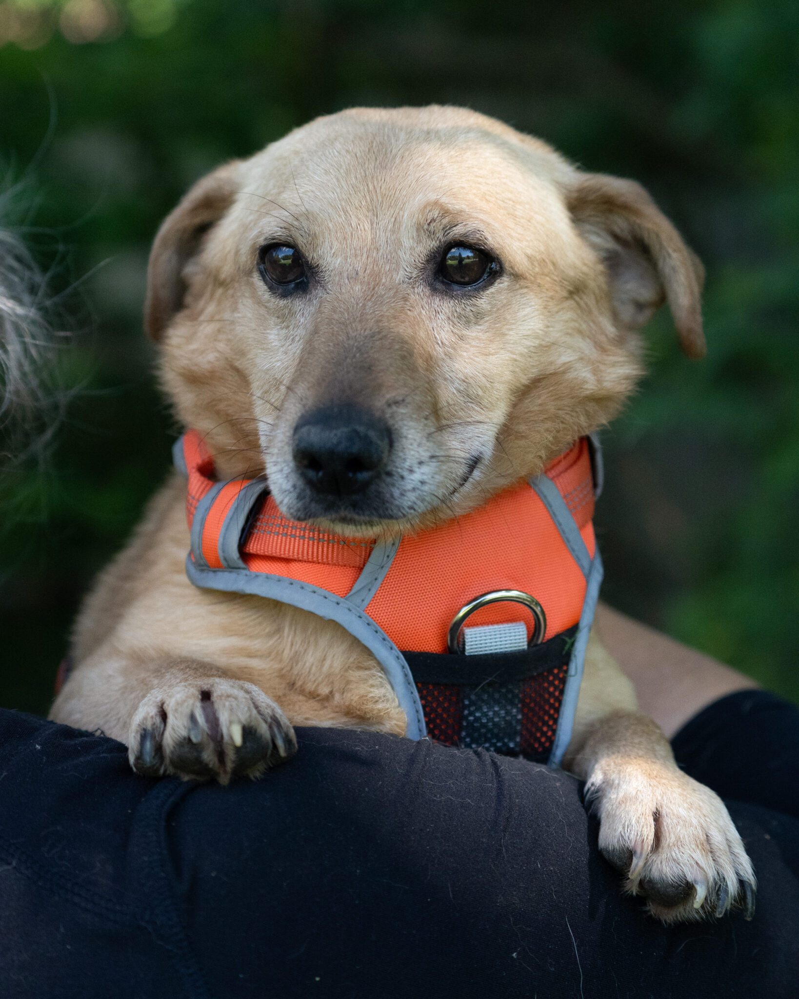 Harald - Lesika Hundehilfe